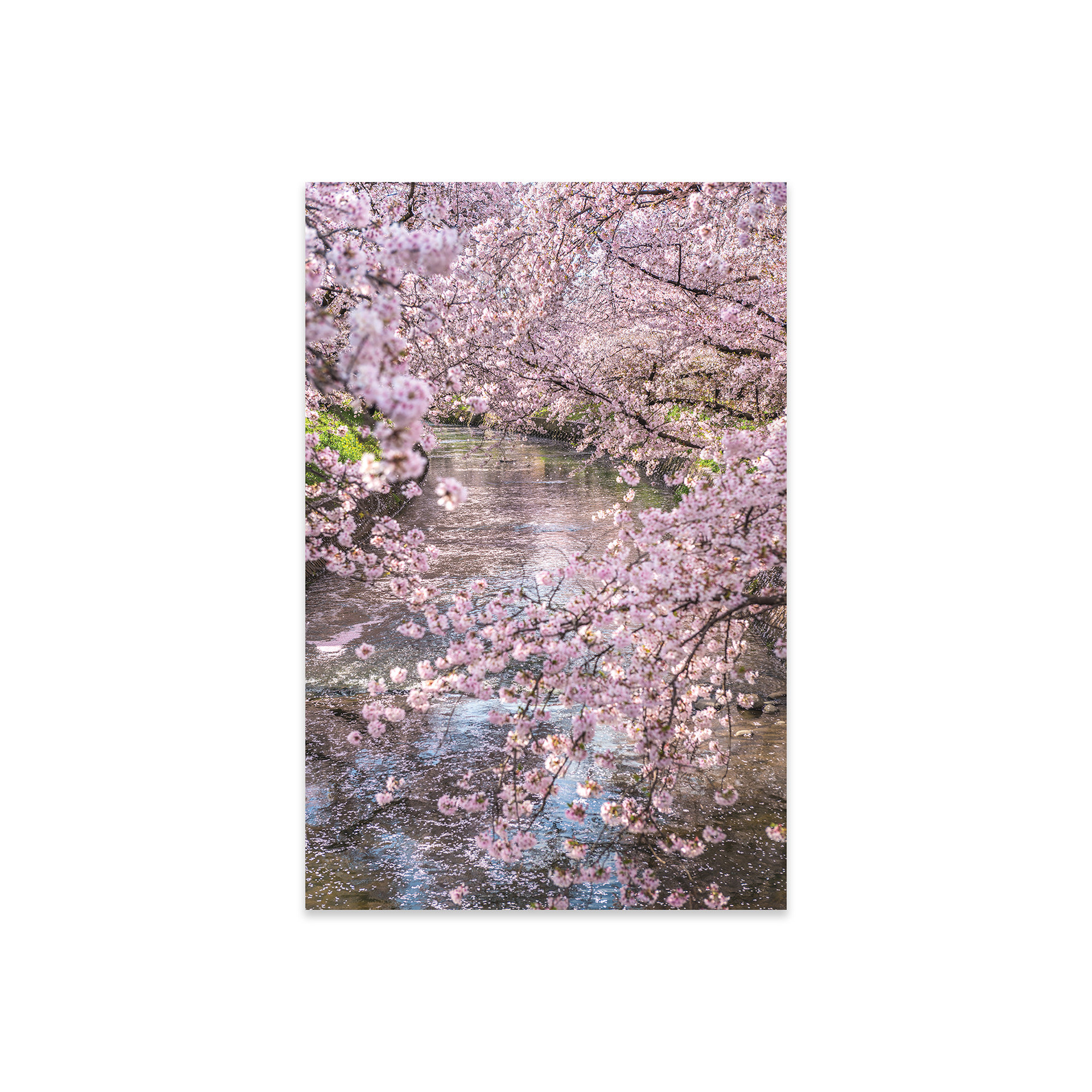 Ebern Designs Spring In Japan XV On Plastic/Acrylic by Daisuke Uematsu Painting | Wayfair